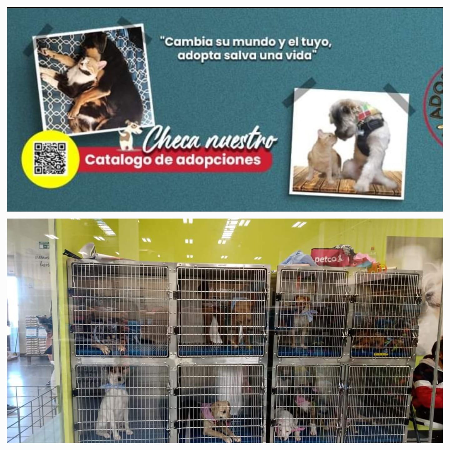 Anuncia PETCO y Adopta vida, Regala Amor catalogo de mascotas para familias 👉 Local 👉️ En Blanco ...