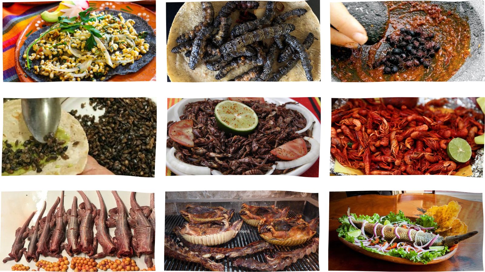 Top 10 de comidas exóticas en México, ¿Te atreves a probarlas? 👉 👉️ En ...