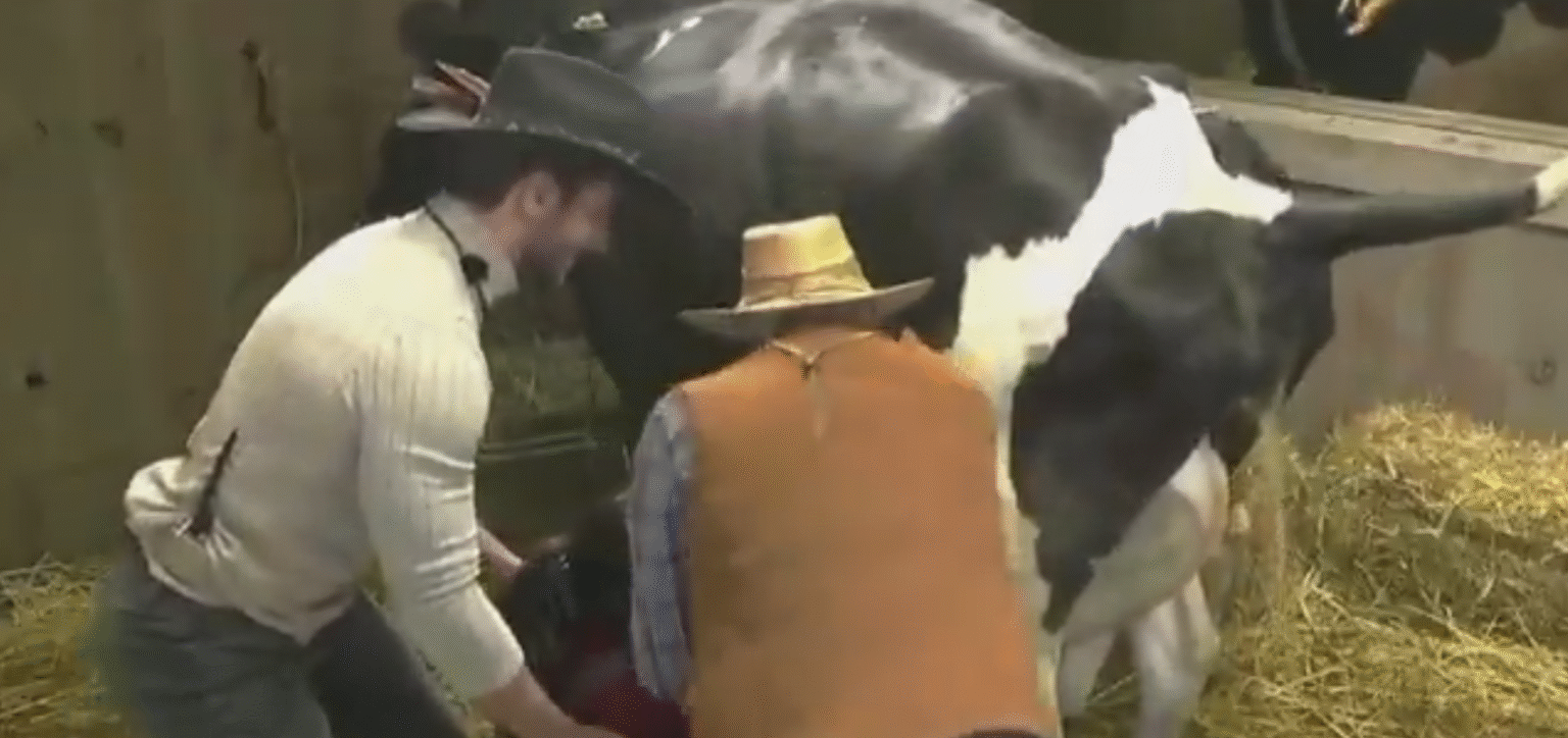 Momento viral en ‘La Granja VIP’: Vaca orina a la comediante La Bea en ...